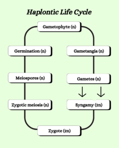 Different Types Of Life Cycle in Algae - Bio Smart Notes