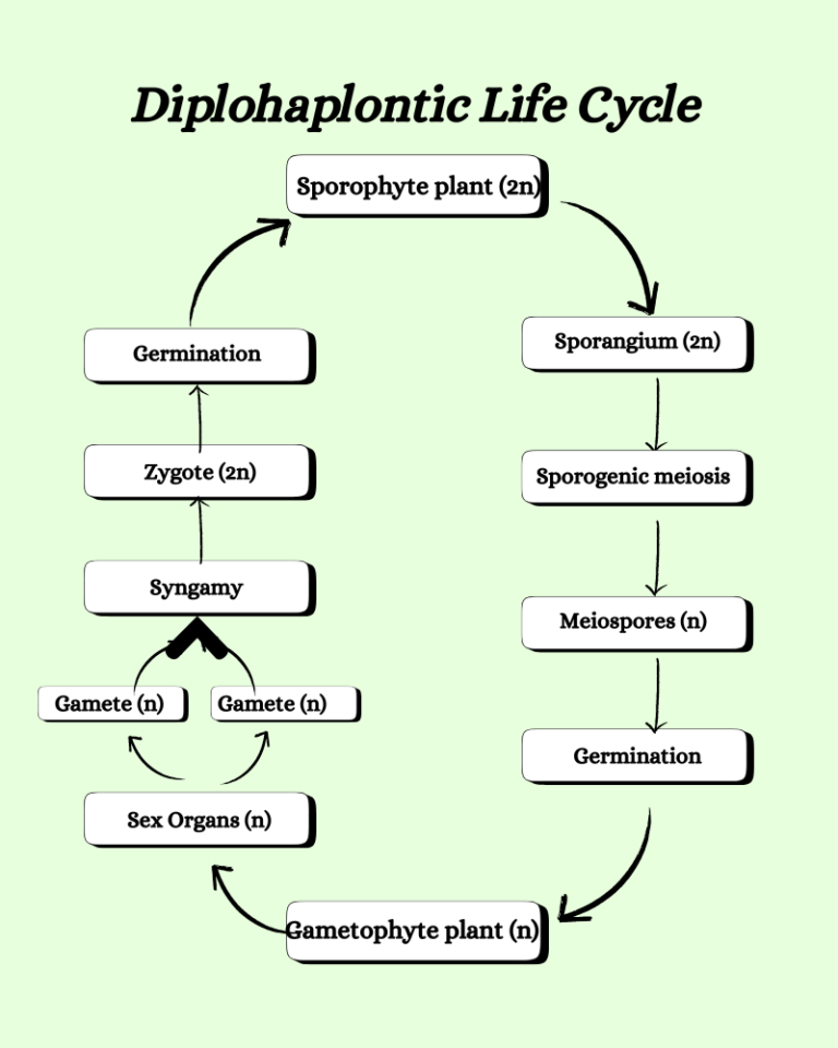 Different Types Of Life Cycle in Algae - Bio Smart Notes
