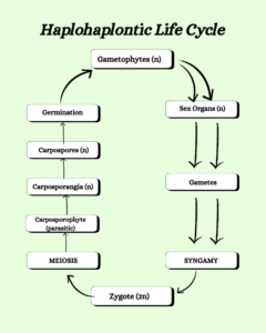 Different Types Of Life Cycle in Algae - Bio Smart Notes