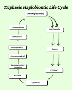 Different Types Of Life Cycle in Algae - Bio Smart Notes