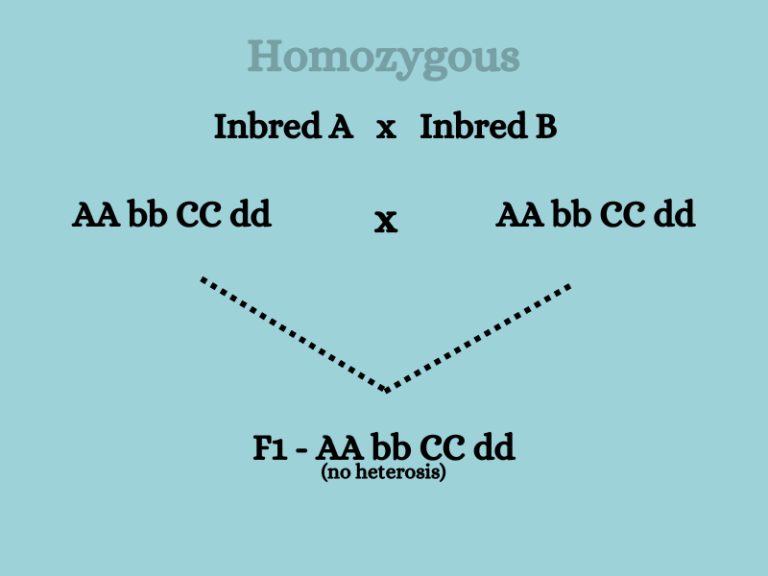 Heterosis in Plant Breeding & Its Causes - Bio Smart Notes