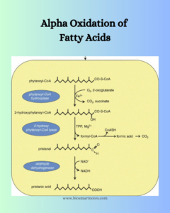 Fat Metabolism: Synthesis and Oxidation