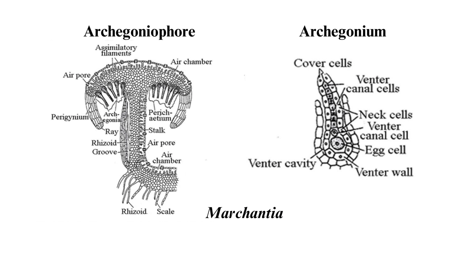 Life Cycle of Marchantia