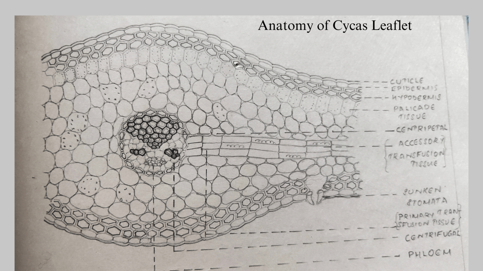 Anatomy of Cycas - Bio Smart Notes