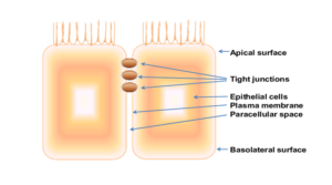 Structure and Function of Tight Junction