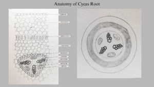 Anatomy of Cycas - Bio Smart Notes