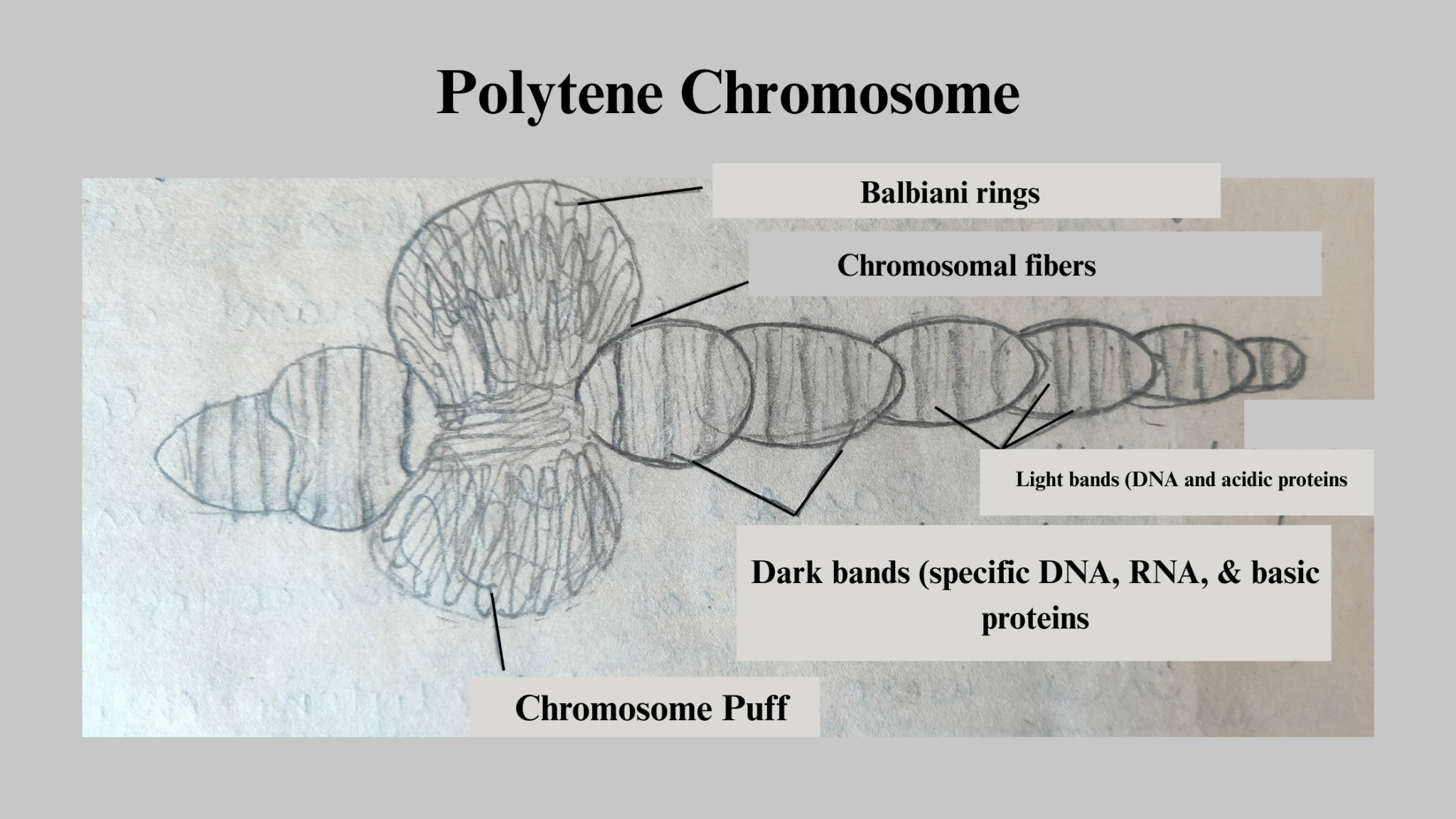 Polytene Chromosome Notes: Structure and Function