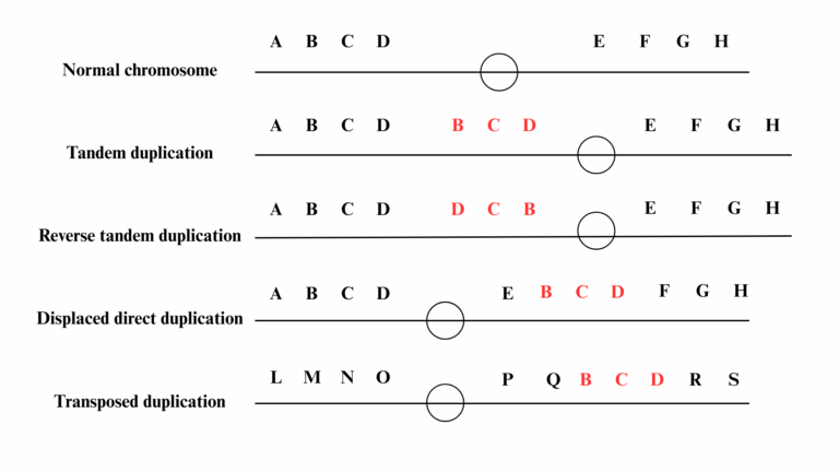 Duplication Chromosomal Aberrations