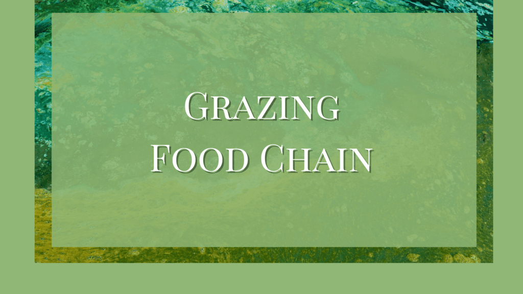 Short Note on Grazing Food Chain