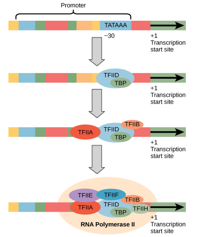 Transcription Mechanism in Eukaryotes