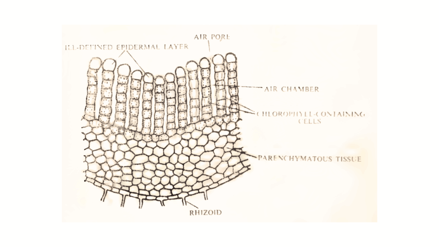 Riccia Thallus Structure and Life Cycle