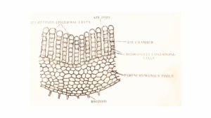 Riccia Thallus Structure and Life Cycle