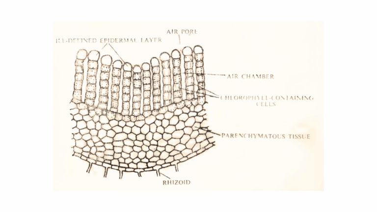 Riccia Thallus Structure and Life Cycle