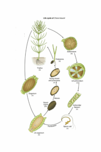 Chara Characteristics, Classification, & Reproduction
