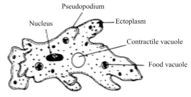 Class 12 Biology Chapter 1 Exemplar Solutions