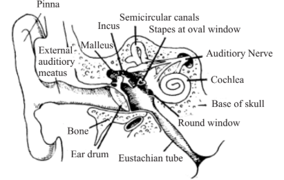 NIOS Biology Solved Question Paper October 2021