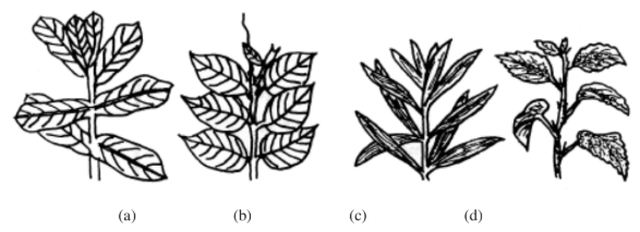 NIOS Biology Exam Paper October 2016