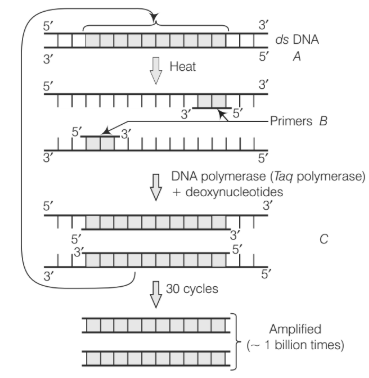 Class 12 Biology Chapter 10 Exemplar Solutions