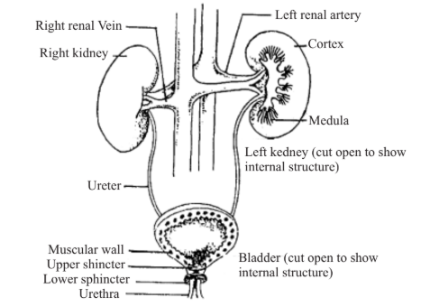 NIOS Biology Exam Paper October 2016
